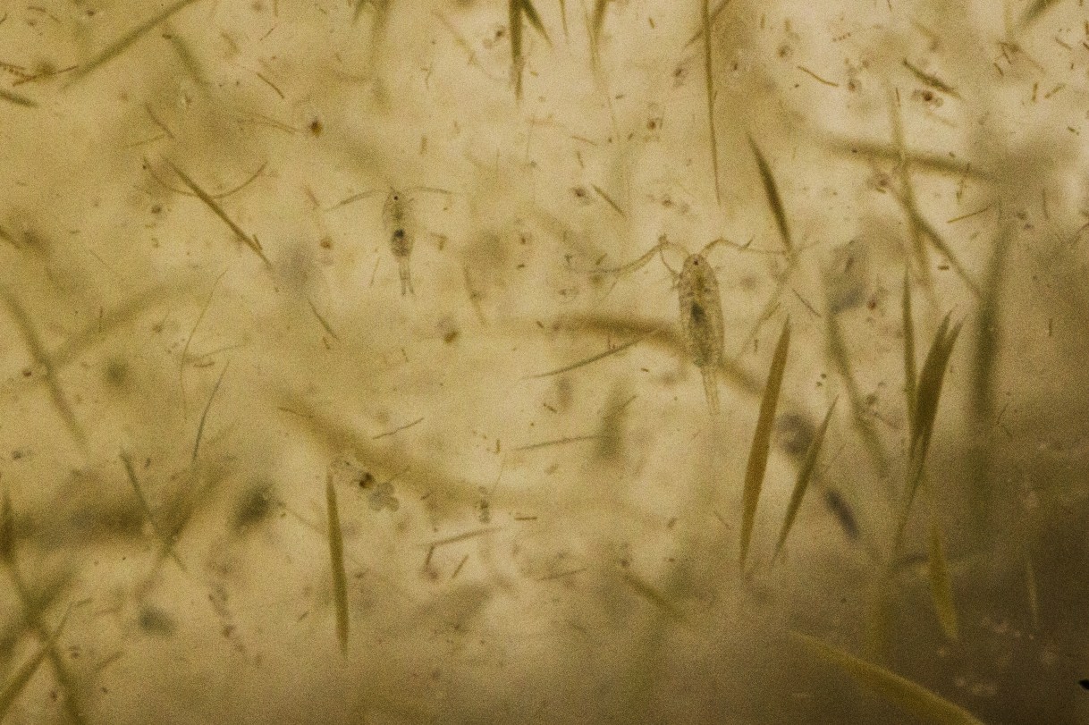 What’s the most common animal species? | Eukaryote Writes Blog