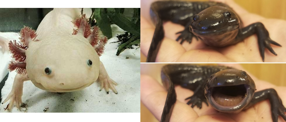 There’s no such thing as a tree (phylogenetically) | Eukaryote Writes Blog